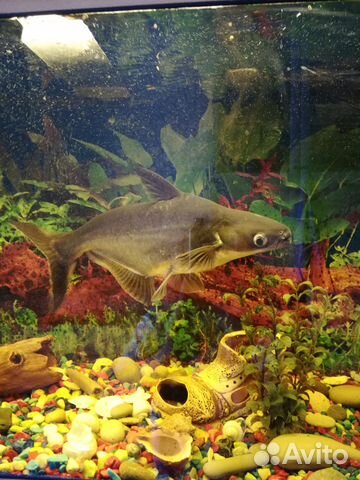 Пангасиус (акулий сом) Зеленоград
