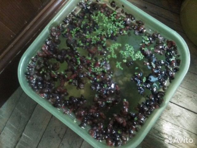 Улитки катушки физы бесплатно