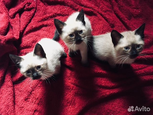 Продам чистокровных тайских котят