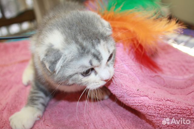 Шотландские плюшевые тигровые