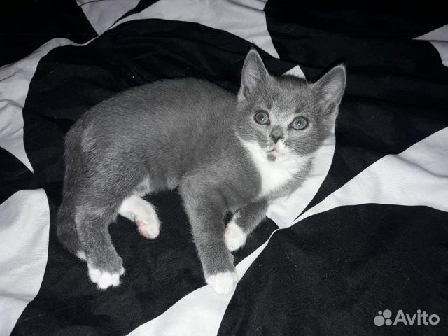 Котёнок в добрые руки