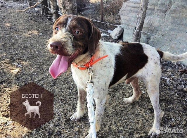 Дратхаар ищет дом