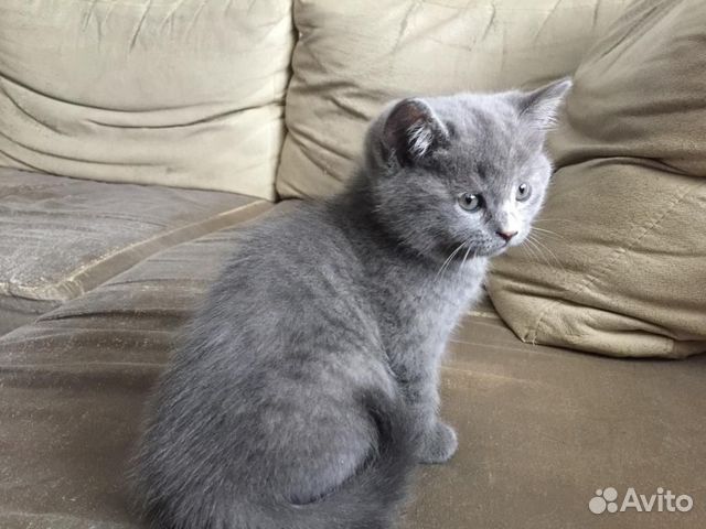 Отдам котят 2 девочки помесь шотланца и русской г