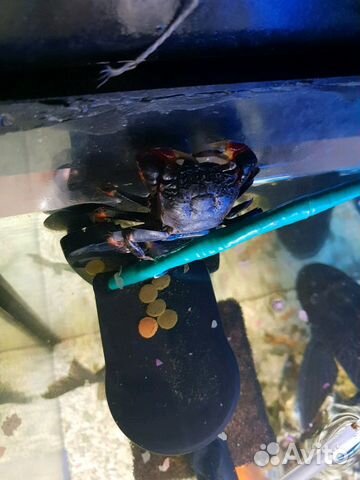 Рыбы взрослые