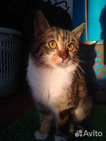 Трёхцветная киса ищет дом