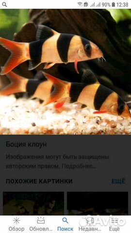 Отдам в добрые руки две боция клоун