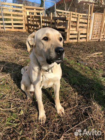 Собачка Кристина ищет семью