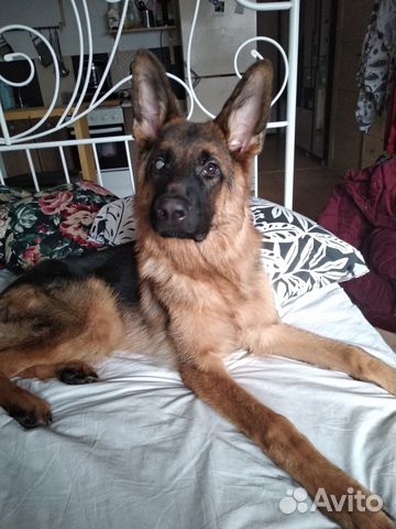 Немецкая овчарка, в дар