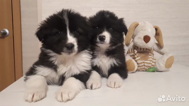 Два пушистых щенка 1,5 месяца