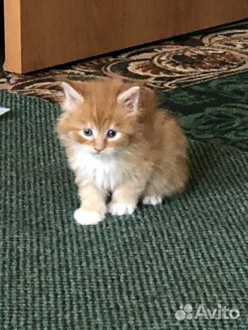 Рыжие белые мейнкуны