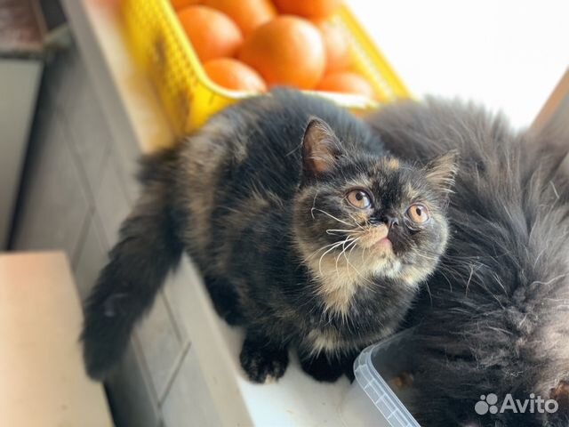 Котёнок экзот