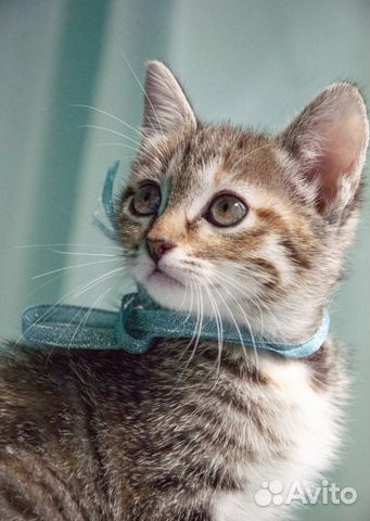 Отдам котят-сестричек около 2-х мес