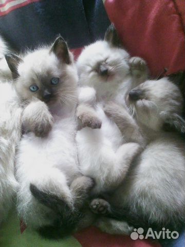 Продам тайских котят