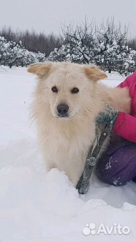 Кобель Кумо