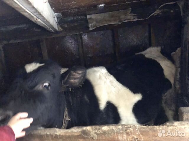 Бычки,стельная нетель Голштинка и телочка Голштин