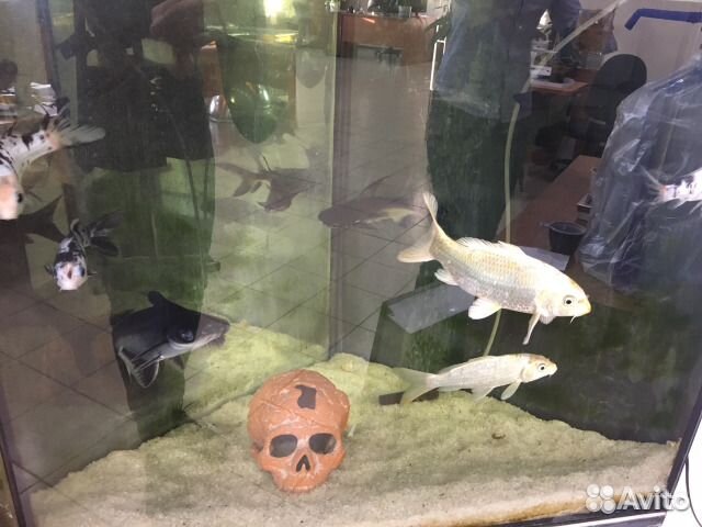 Карпы кои и не только