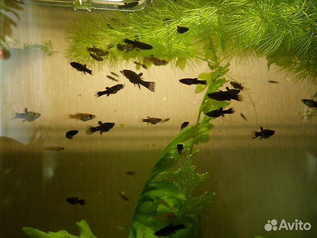 Моллинезия лира черная