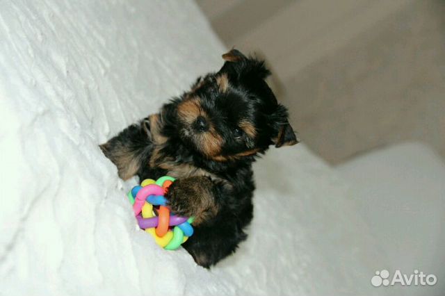 Мальчуган-йорик