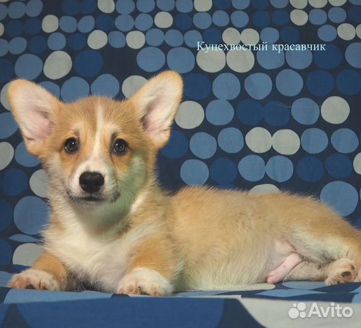 Вельш корги пемброк, Бобтейл. Мальчики