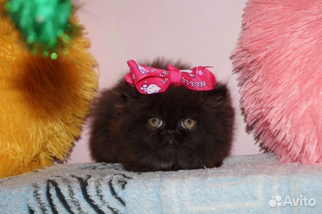 Черная тучка уже вас обожает