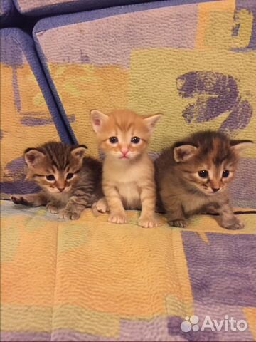 Чудокотята в надёжные руки