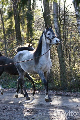 Кобыла для детского спорта и в разведение