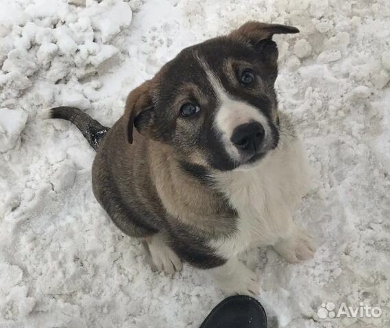Щенок девочка