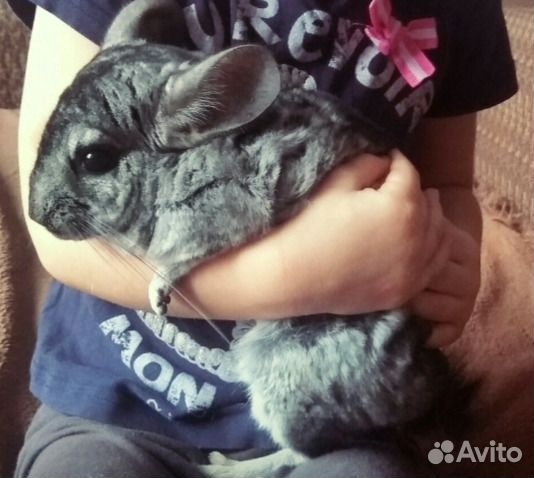 Шиншилла с клеткой