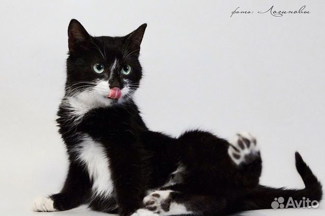 В добрые руки