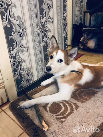 Томми ищет дом