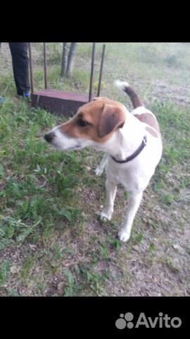 Вязка фокстерьер гладкошерстный