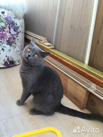 Британская кошка