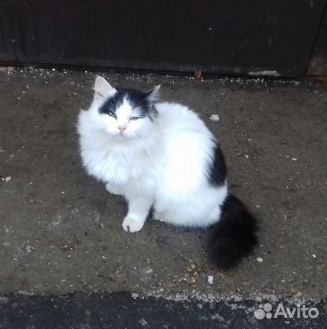 Маркиз ищет дом единственным котиком