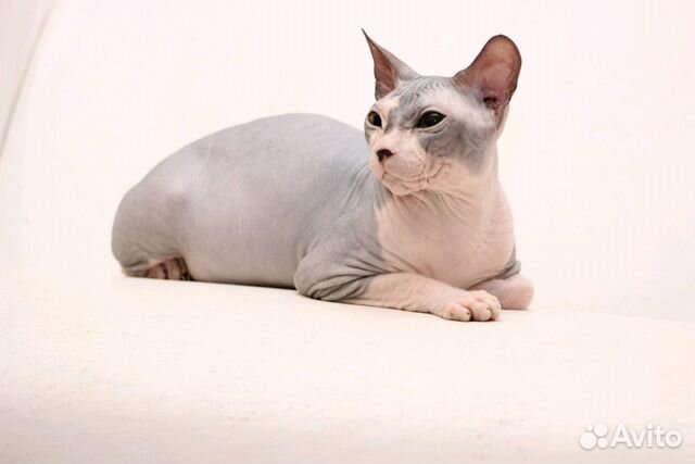 Донской сфинкс ищет подругу