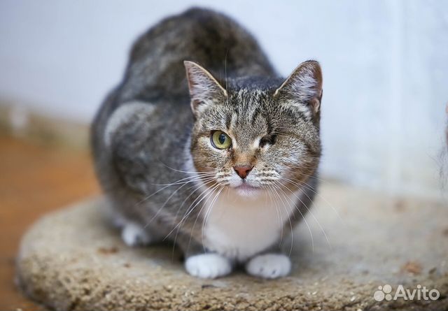 Ева- кошечка с одним глазиком ищет дом