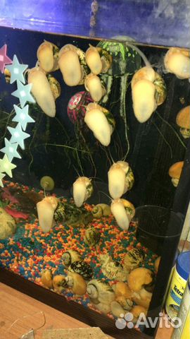 Улитки ампулярии