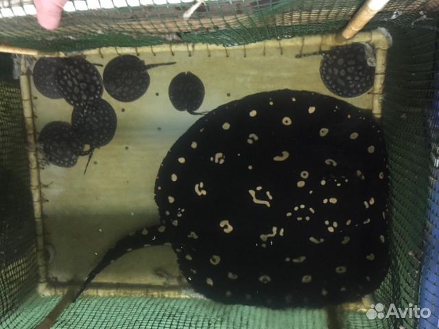 Редкие экзотических аквариумные рыбы