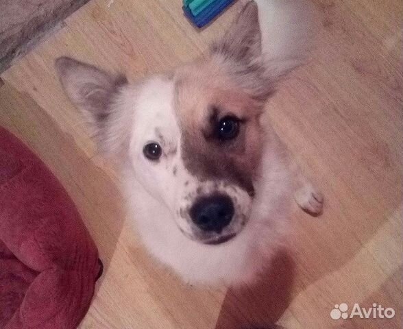 Ищет дом мелкий песик Бимка