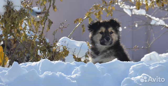 Щенки симпатяги 3,5 месяца в добрые руки