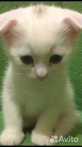 Продам кота