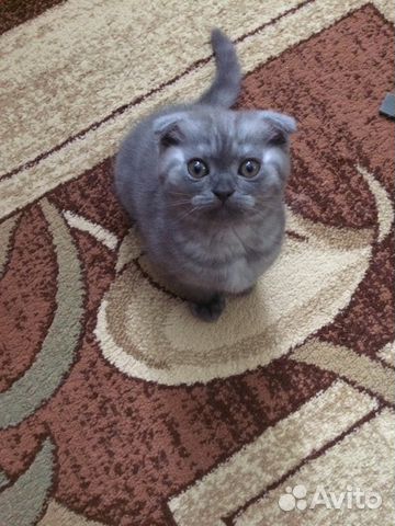 Маленькие плюшки