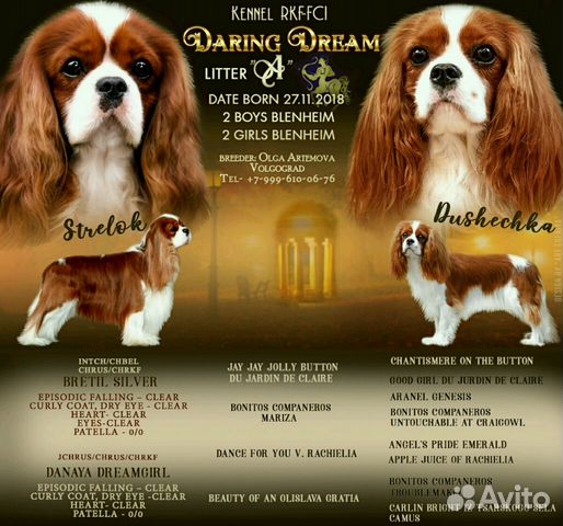 Кавалер Кинг Чарльз Спаниель