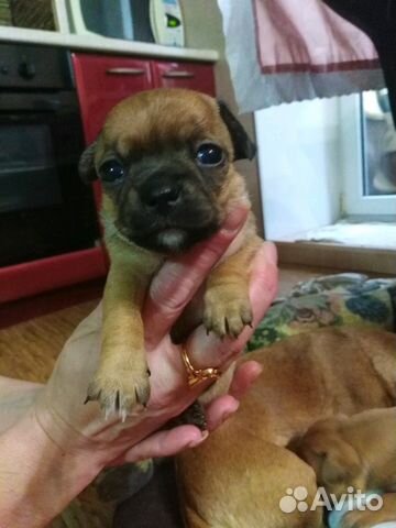 Щенки чихуахуа