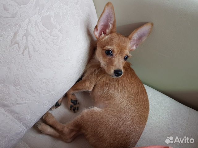 Щенок Метис чихуахуа и йорка