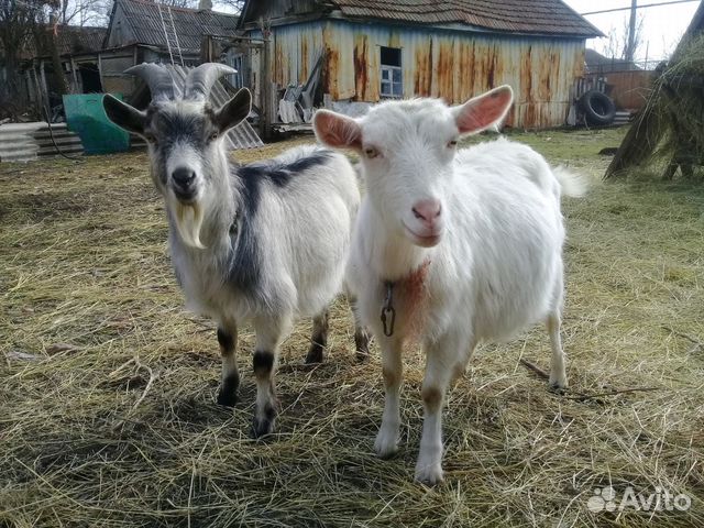 Молодая коза и козлик