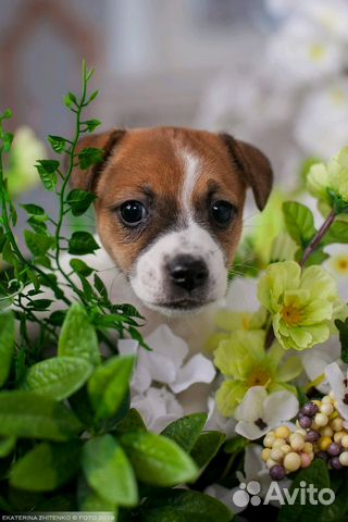 Джек Рассел терьер