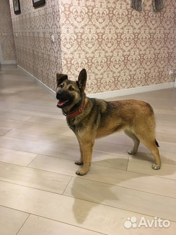 Лейла ищет дом