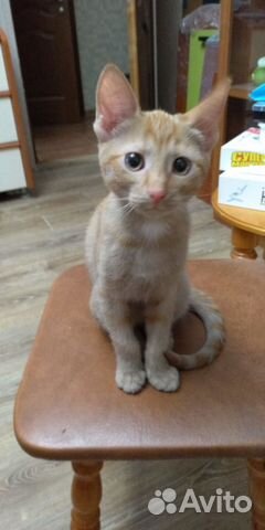 Ищет дом рыжая кошечка