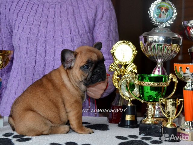 Девочка красавица