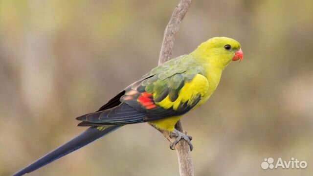 Горный попугай самец